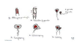 Fungal Sex Hormones SIRENIN ANTHERIDIOL. | PPTX