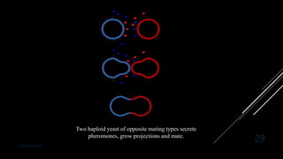 Fungal Sex Hormones SIRENIN ANTHERIDIOL. | PPTX