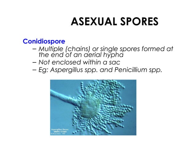 Fungal spore 1 | PPT