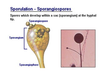 Spore Formation Diagram