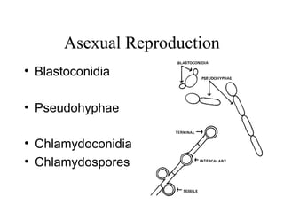 Fungal spore 2 | PPT