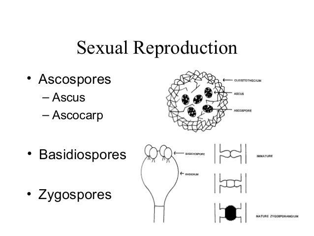 Zygospores Ascospores And Basidiospores