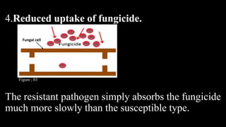 Fungal superbugs | PPTX