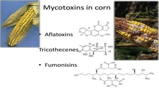 fungal toxin (1).pptx