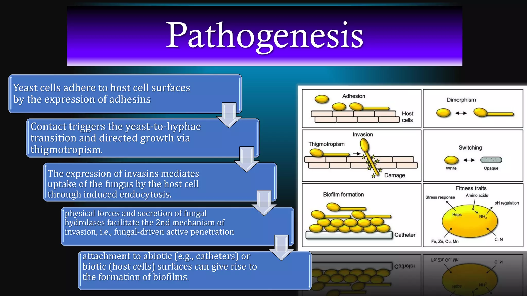 Fungal Urinary Tract Infections by YF.pdf