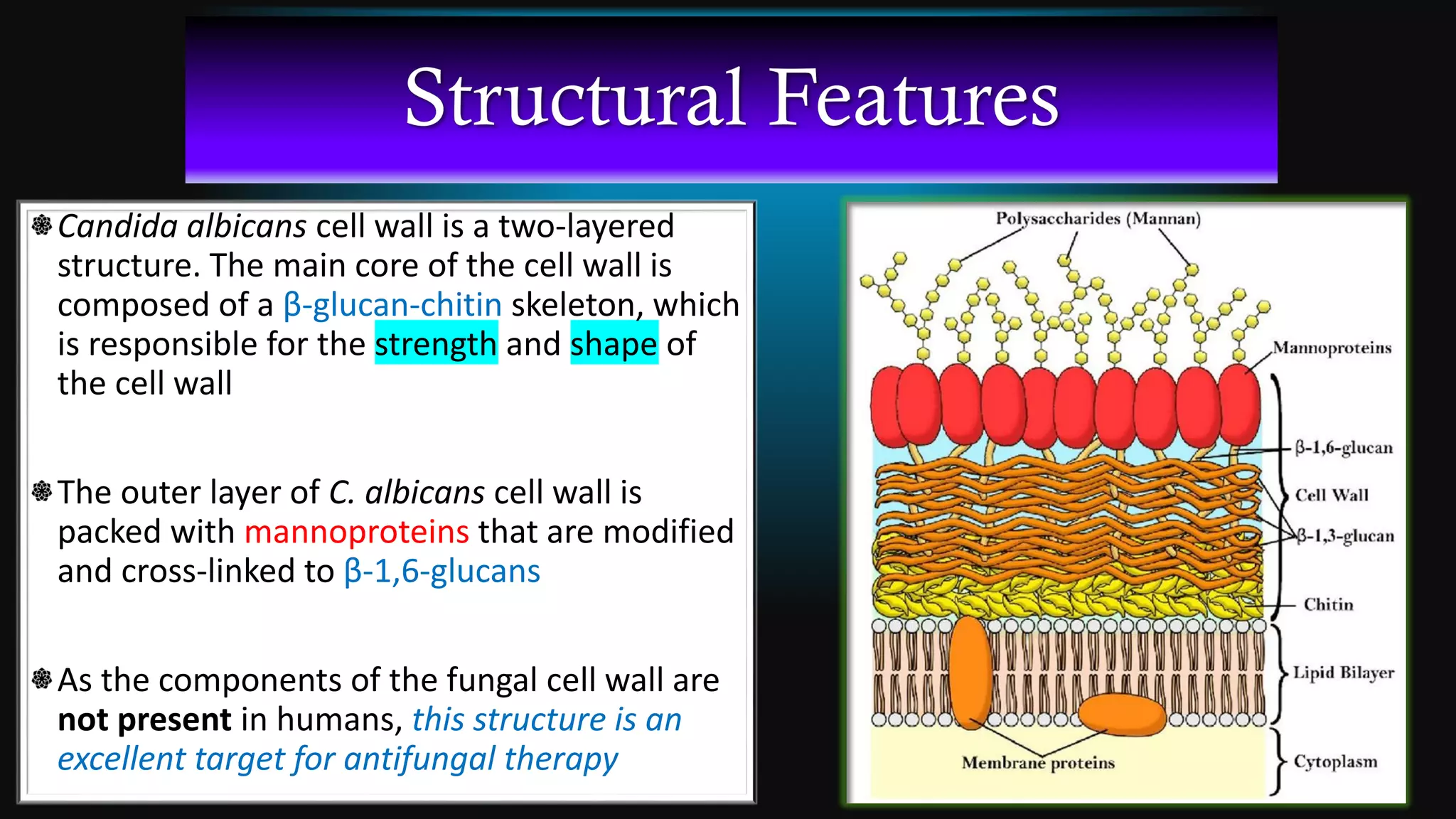 Fungal Urinary Tract Infections by YF.pdf