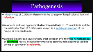 Fungal Urinary Tract Infections by YF.pdf