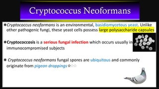 Fungal Urinary Tract Infections by YF.pdf