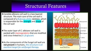 Fungal Urinary Tract Infections by YF.pdf