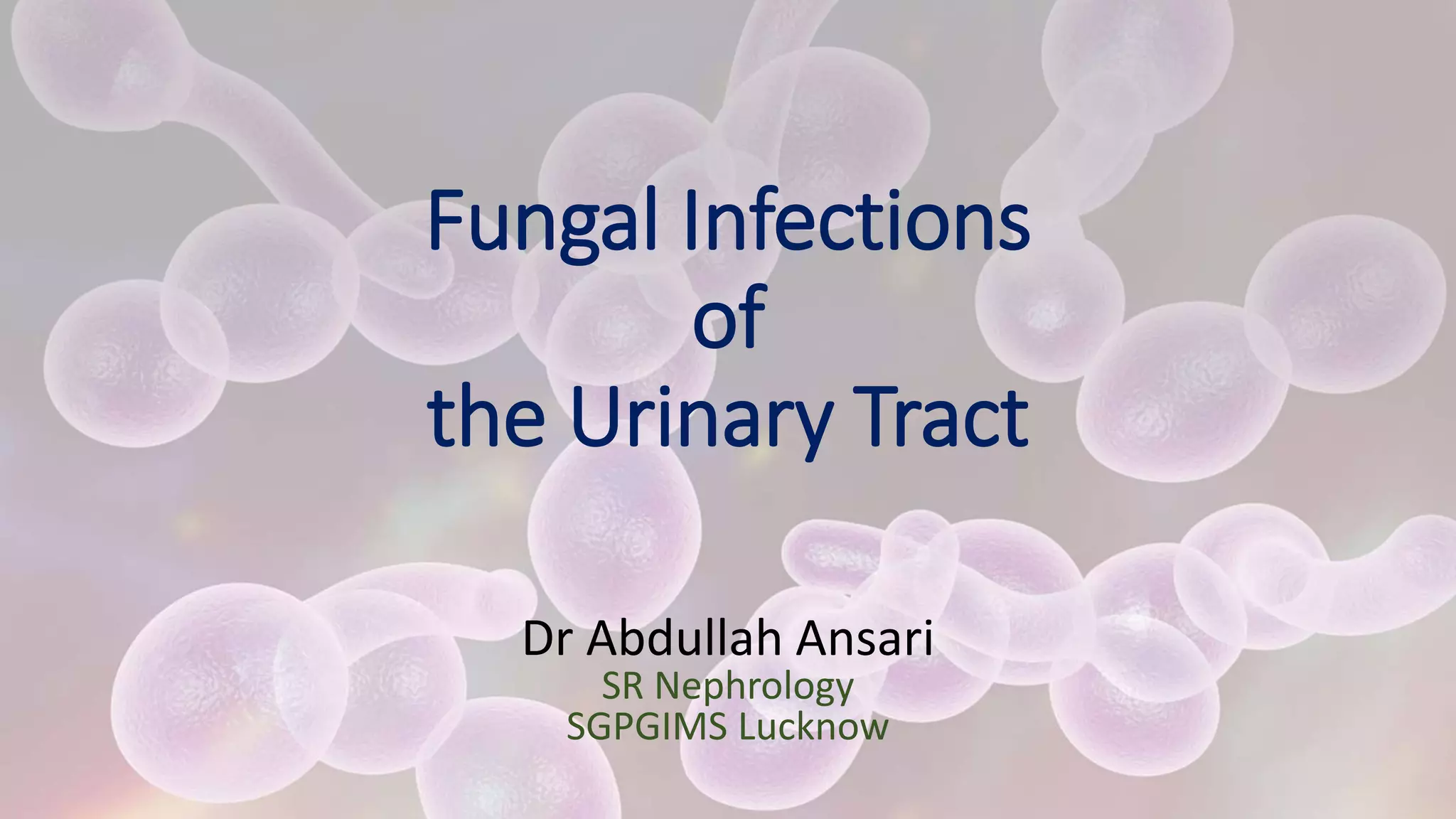 Fungal Infections of the Urinary Tract | PPTX