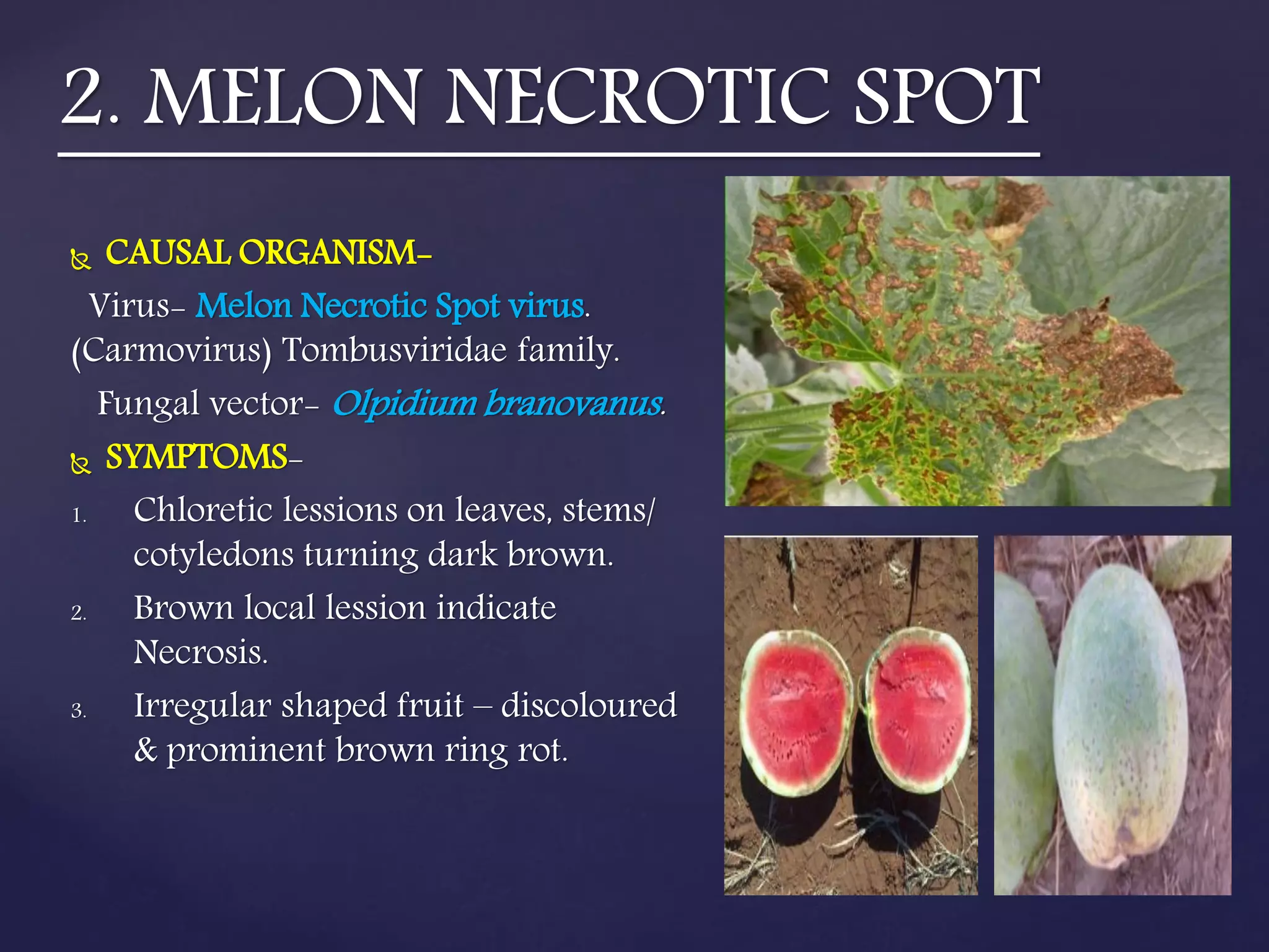 Fungal vectors | PDF