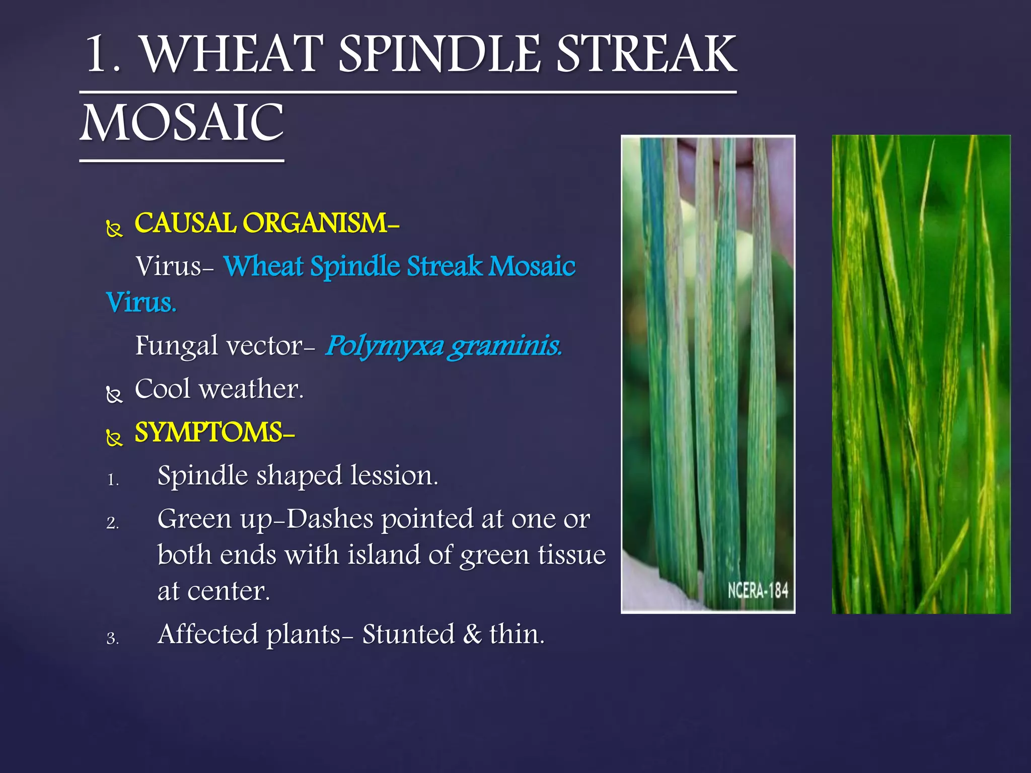 Fungal vectors | PDF