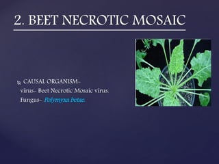 Fungal vectors | PDF