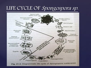 Fungal vectors | PDF