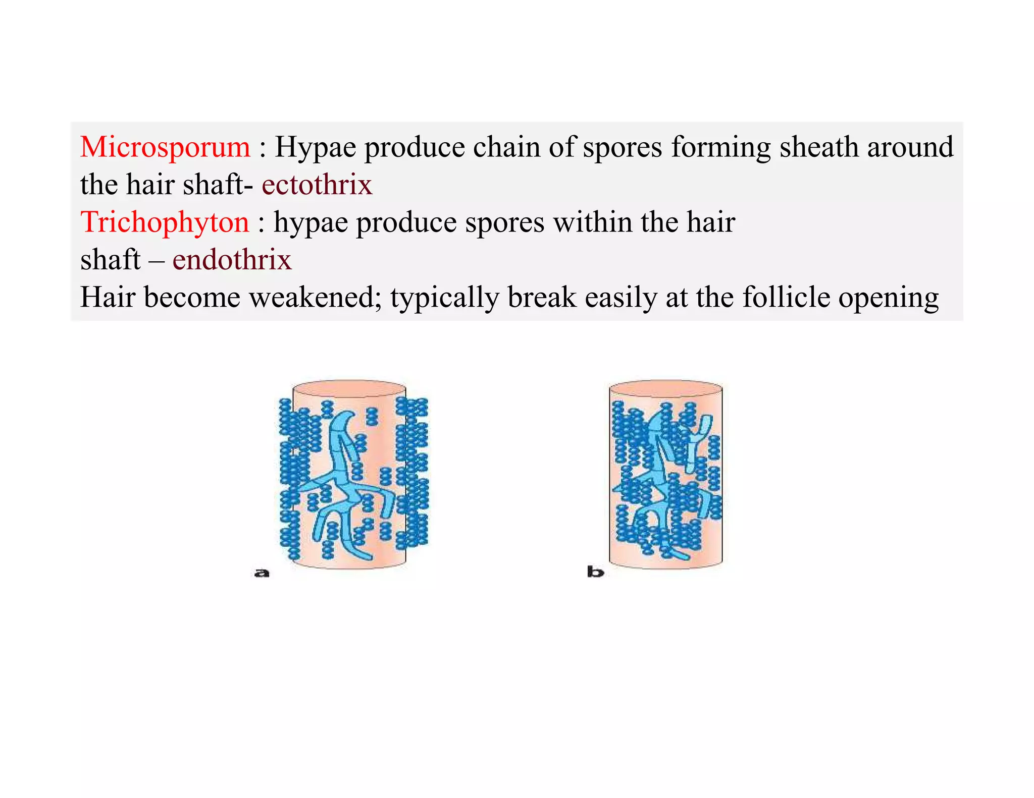 Fungal zoonoses | PDF
