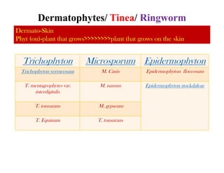 Fungal zoonoses | PDF