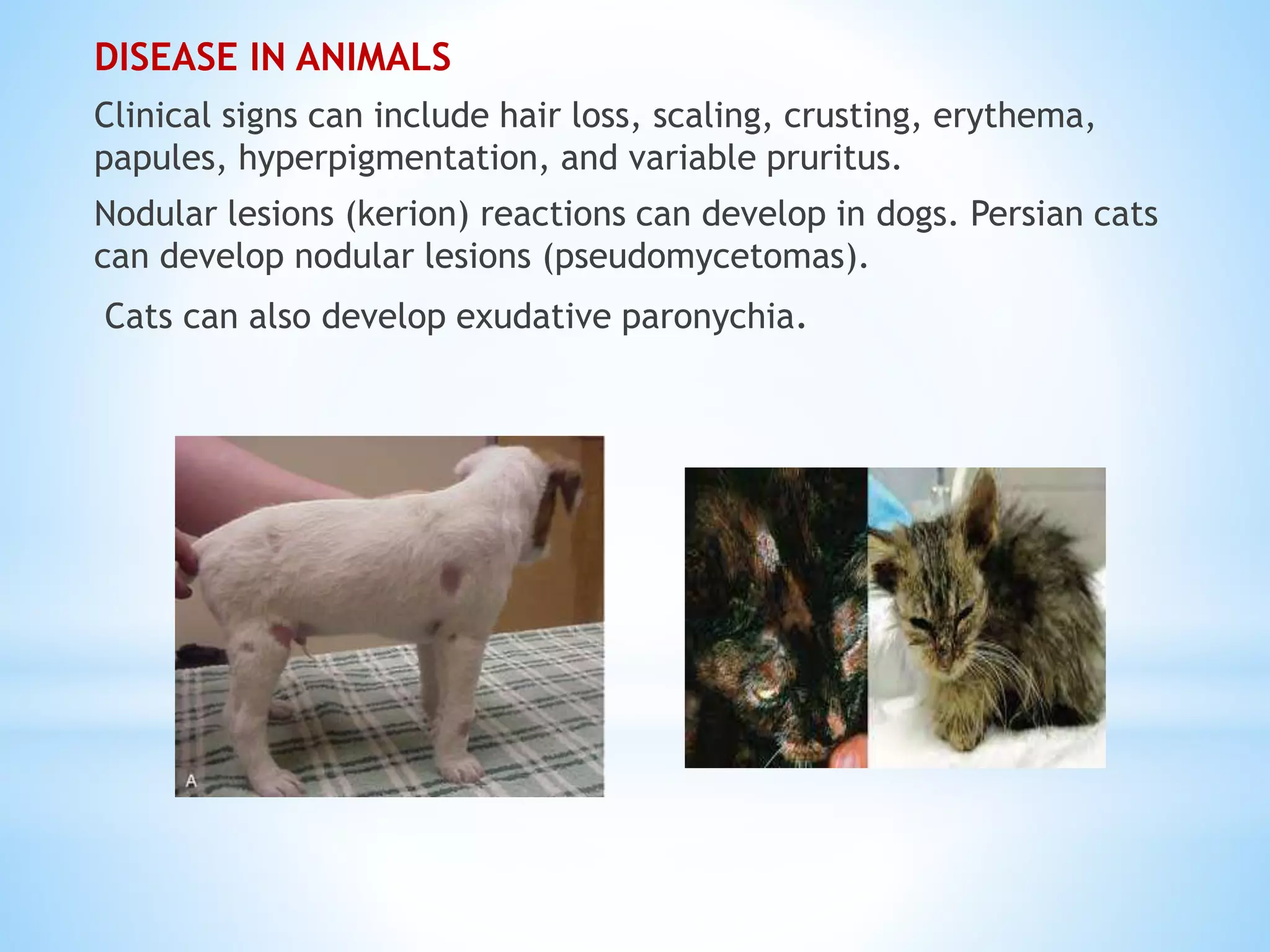 FUNGAL ZOONOSES.pptx | PPTX