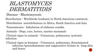 fungal zoonosis ( zoonnesis ) Fungal disease | PPTX