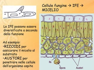 Funghi | PPT