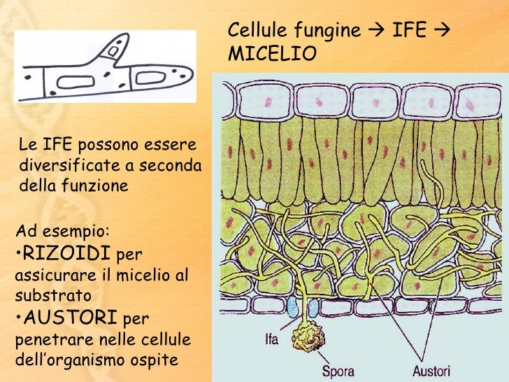 Funghi