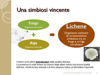 Funghi | PPT