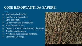 Funghi aliou l | PDF