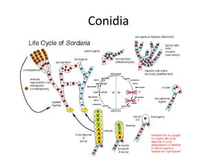 Sordaria Diagram