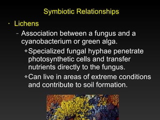 Fungi | PPT