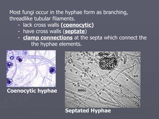 Fungi 1195182837648559-3 | PPT | Gardening | Home & Garden