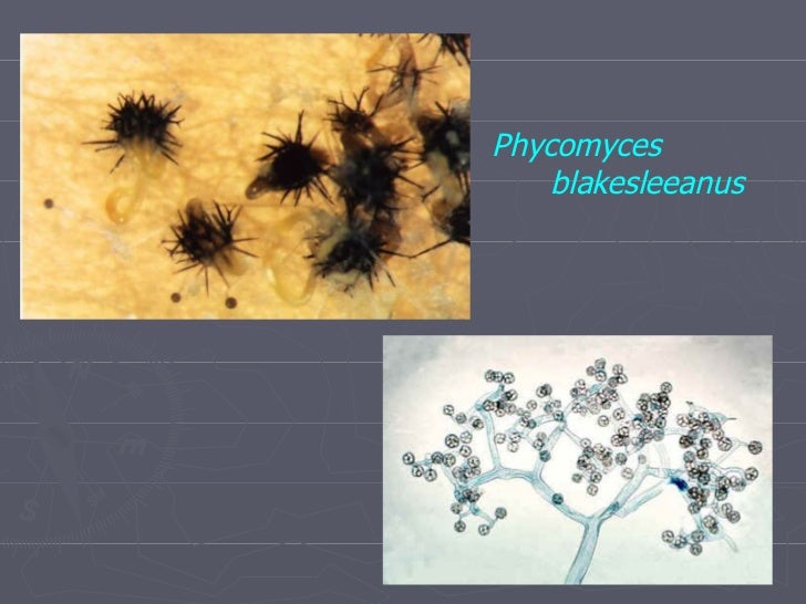 Fungi 1195182837648559-3