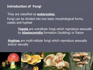 Fungi | PPT