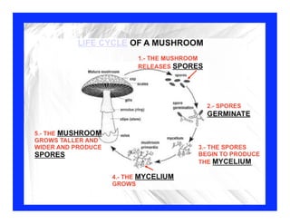 FUNGI year 5 | PPT