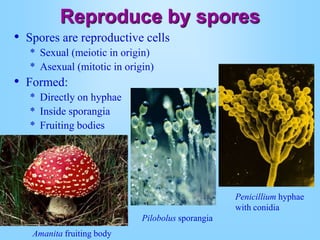 Fungi | PPTX