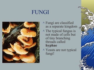 Real Fungi Cells