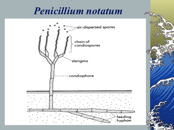 Penicillin Mold Slide