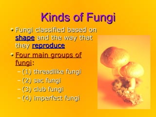 Fungi | PPT