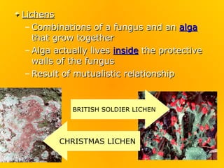 Fungi | PPT