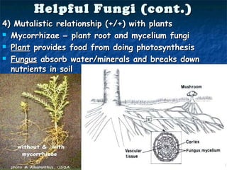 Fungi | PPT