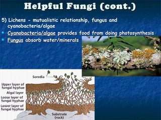 Fungi | PPT
