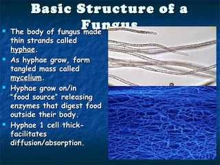 Fungi | PPT