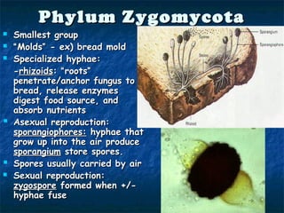 Fungi | PPT