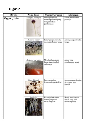 Fungi | PDF