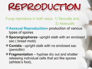 Fungi | PPT