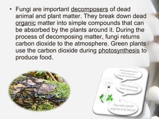 Fungi | PPT