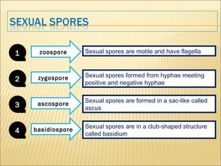 Grade 10 - Fungi | PPT