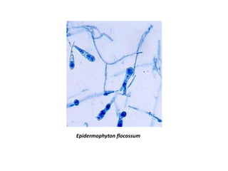 materi fungi untuk kelas 10 sma semester 1 | PPTX