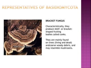 kingdom fungi | PPTX