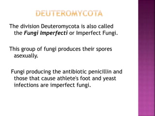 kingdom fungi | PPT