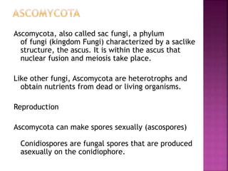 kingdom fungi | PPTX