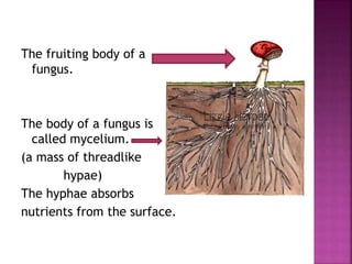 Kingdom Fungi | PPTX